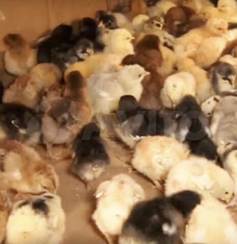 Домашняя птица