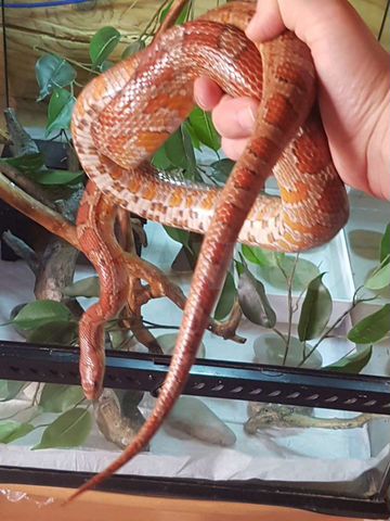 Ищем невесту