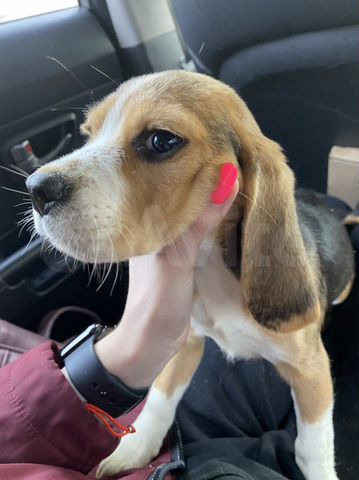 Щенок бигль