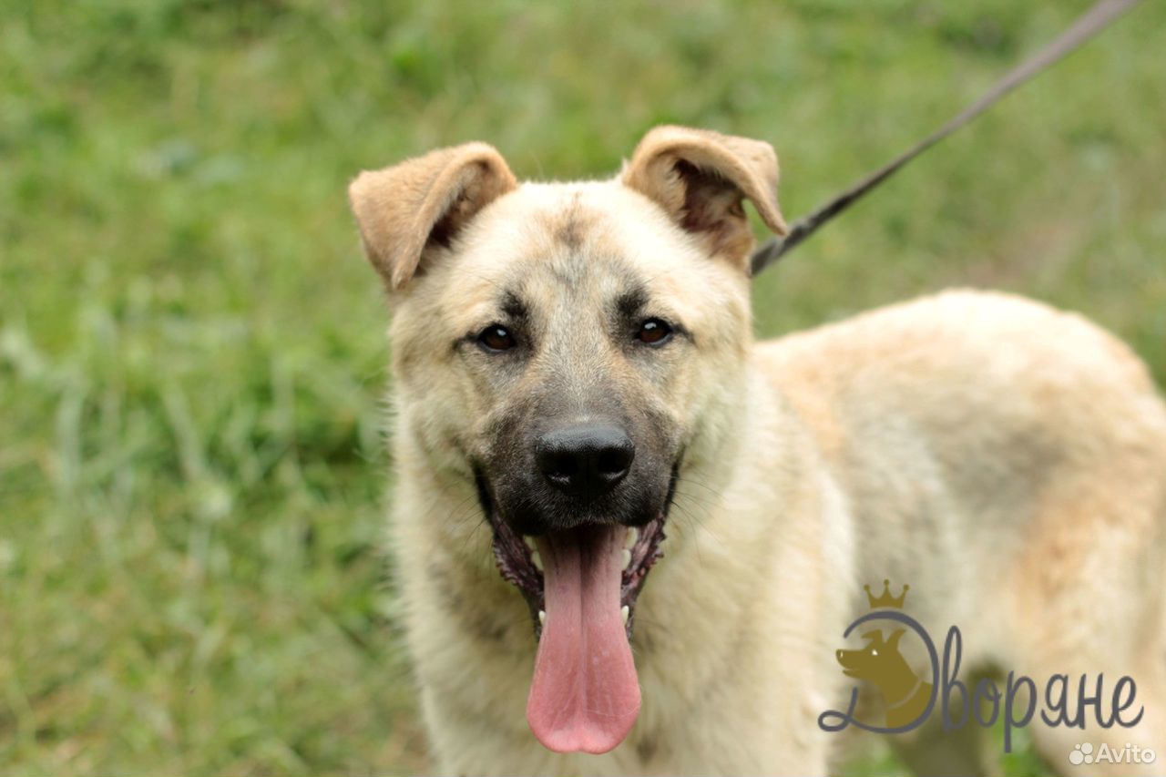 Замечательный пес Грей