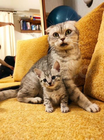 Британский котенок