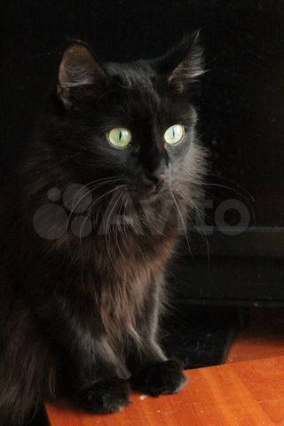 Очаровательная Эльза