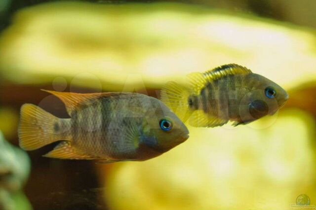 Рыбки седжики 4 шт подростки крупные