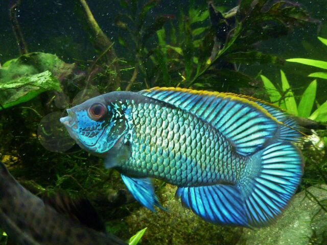 Нанокара неон блю