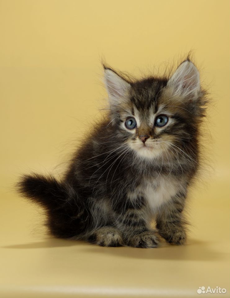 Сибирский котенок мальчик Зодиак 1,5 мес