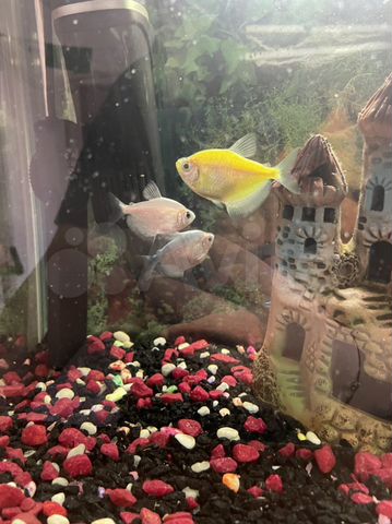 Тернеции и сом Таракатум