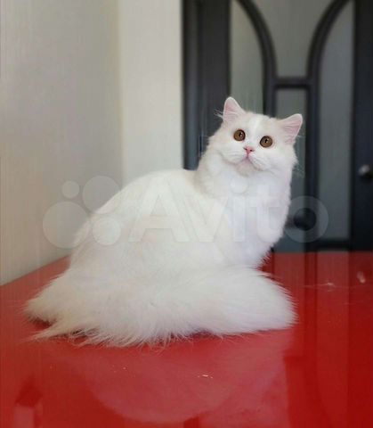 Хайленд страйт кошка