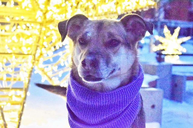 Собака бесплатно в добрые руки