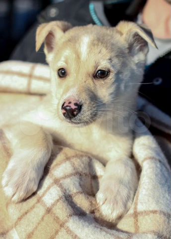 Пятнистый носик, девочка, 2 месяца ищет дом