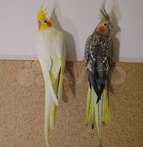 Попугай Корелла с клеткой