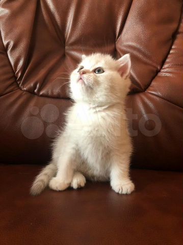 Продается котенок шотландской породы,мальчик