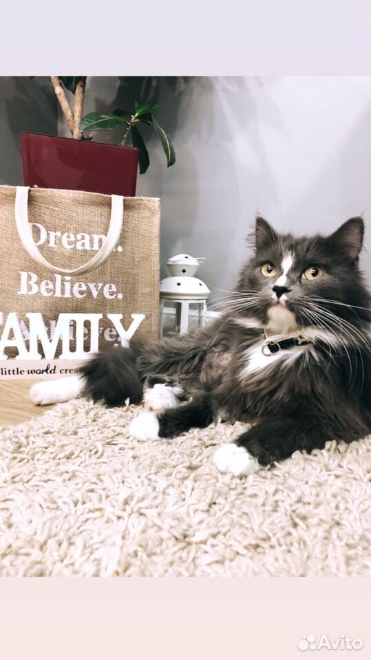 Кошечка в добрые руки