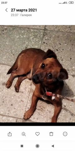 Чей мелкий пёс побирается у цирка