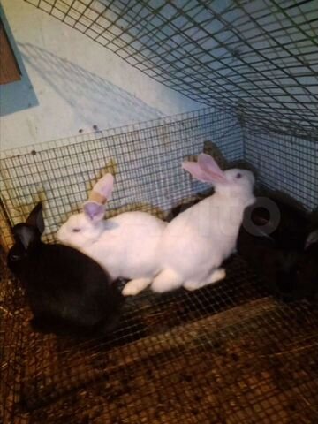 Кролики. Молодняк. 3 мес