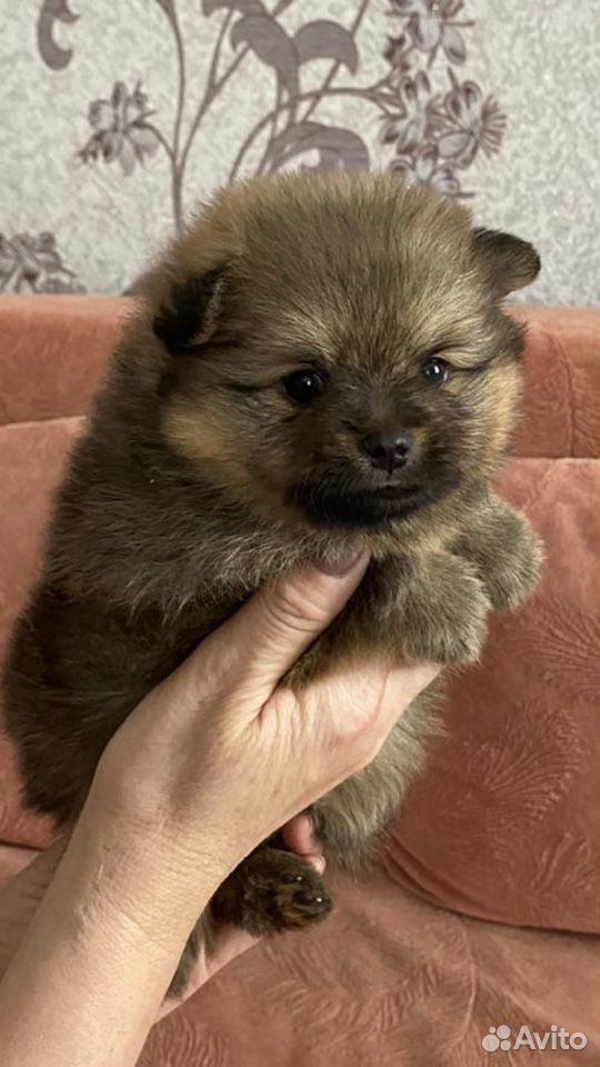 Продаются шпице - мальчики