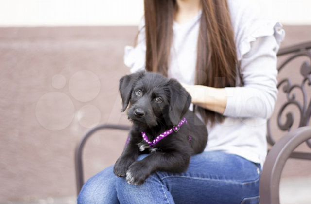 Ищет дом щенок мелкой Собачки Луна