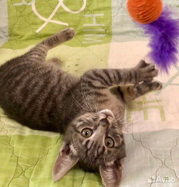 Славный котенок Тимон - сплошное очарование