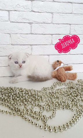 Шотландские котята