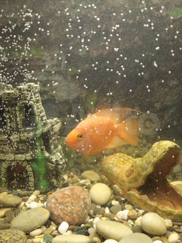 Гибридный попугай, red parrot cichlid