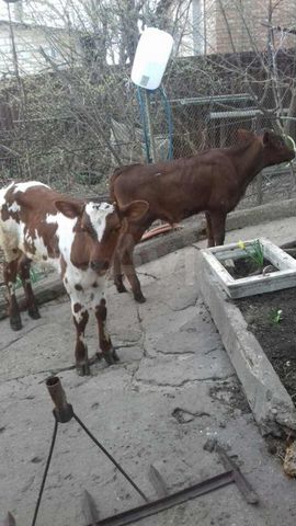 Продаются 2 бычка