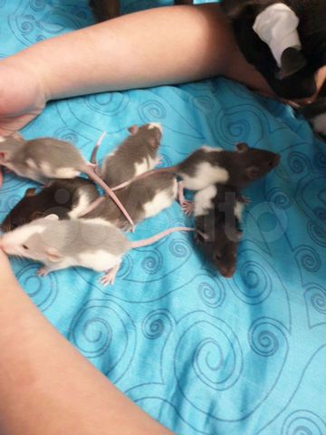 Крысята Дамбо