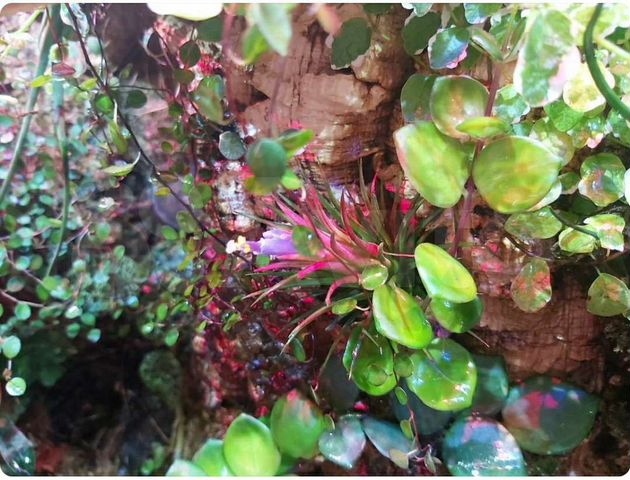 Сделаю палюдариум