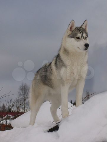 Сибирский хаски