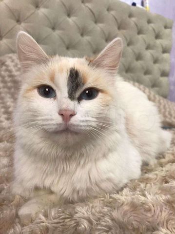 Кошечка Моника в добрые руки