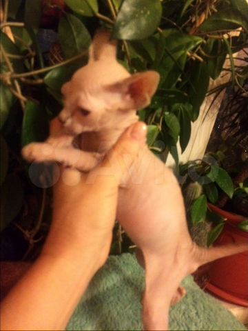 Девочка и мальчик канадский сфинкс,2мес