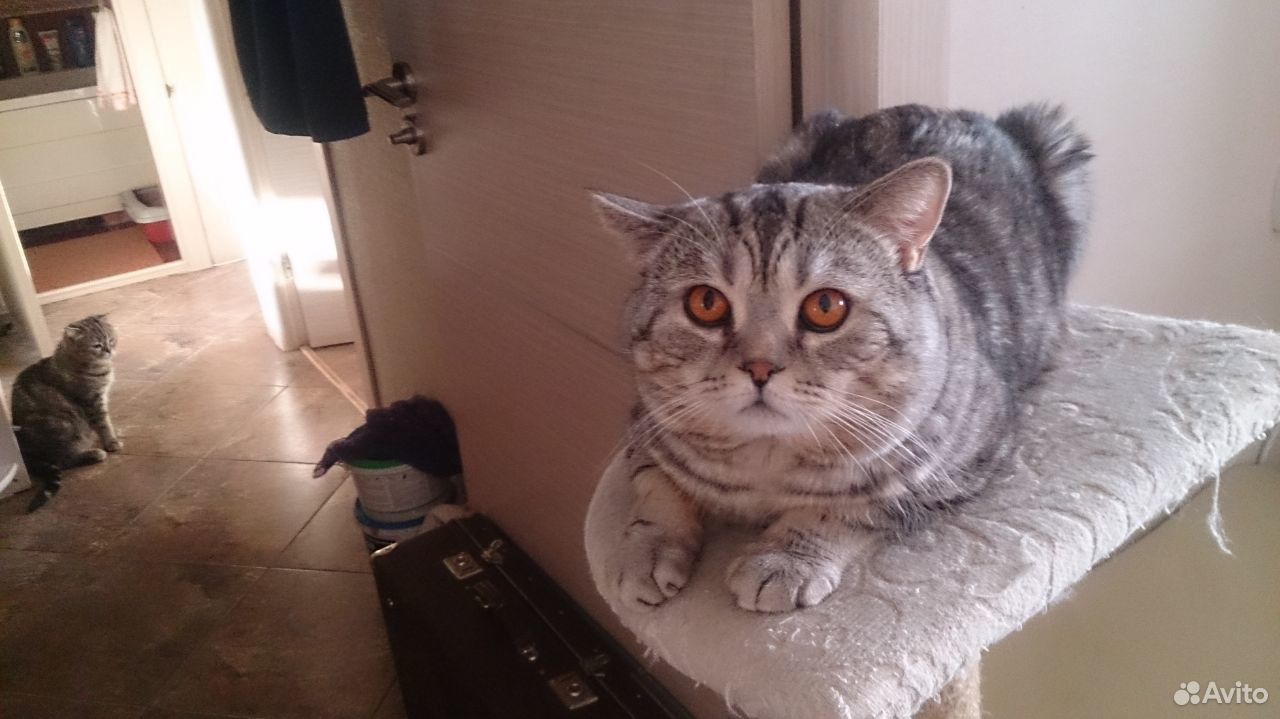 Вязка кота страйта