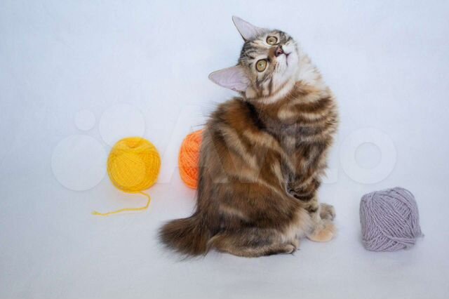 Кошечка курильский бобтейл