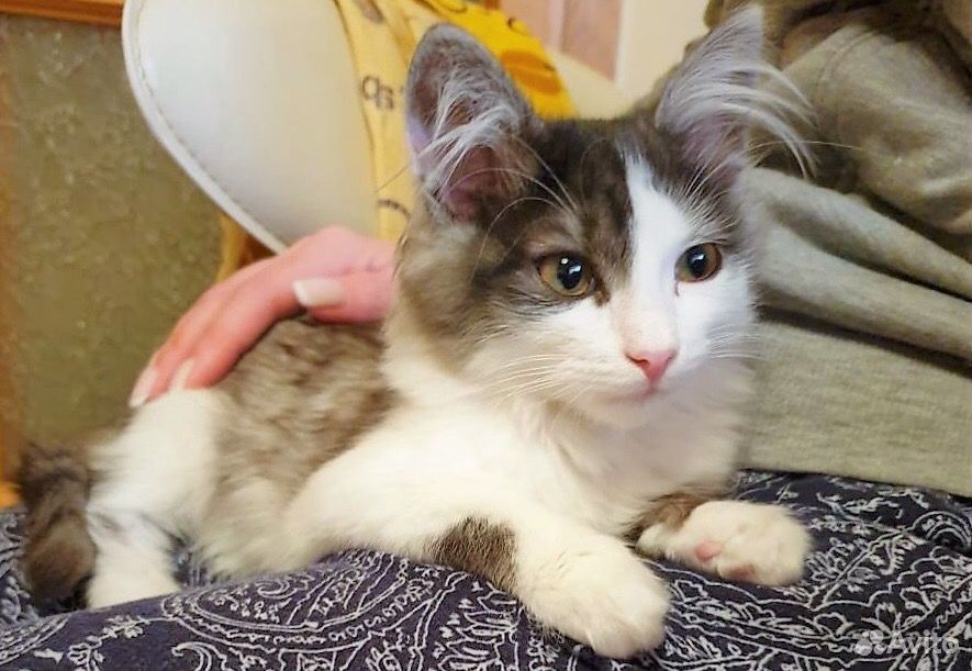 Котёнок Ларсик ищет хозяина. Отдадим в хорошие рук
