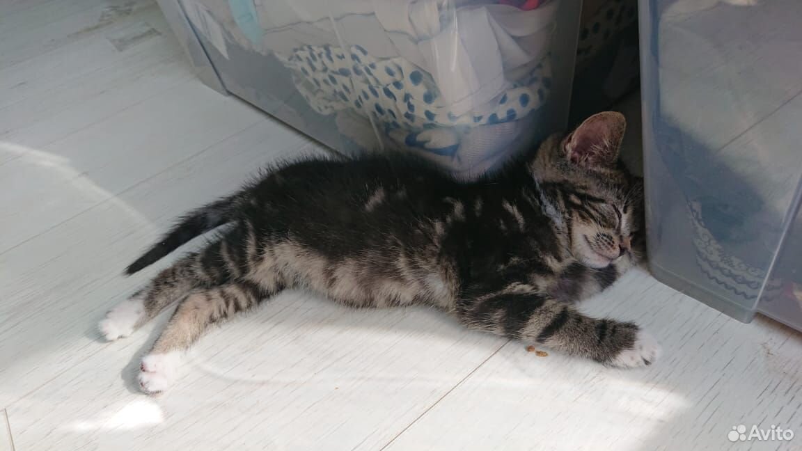 Максюша,2 мес,в добрые руки