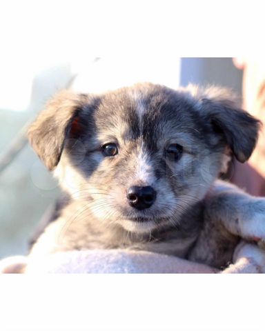 Девочка, 2 месяца ищет дом