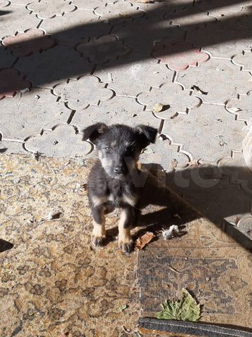 Джек в поисках семьи