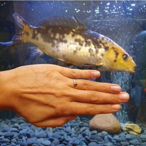 Карп кои ручной домашний