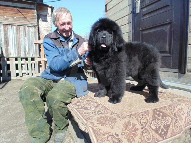 Медвежонок девочка (3,5 мес.)