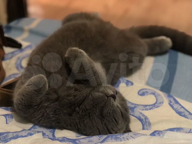 Случка кошки