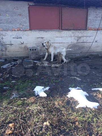 Собака