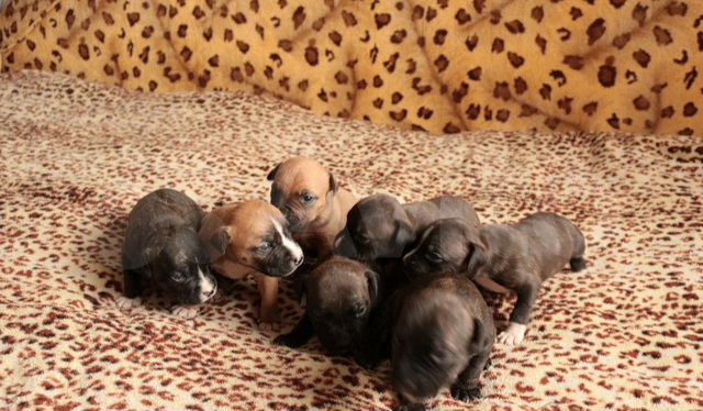 Стаффордширский терьер щенки