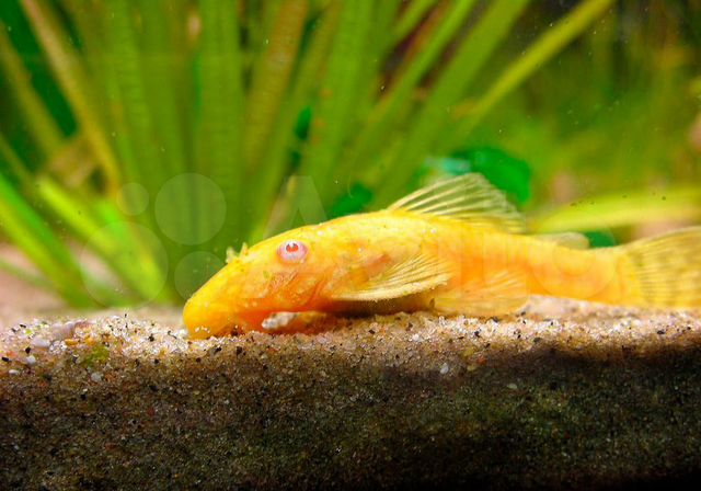 Сомик анциструс