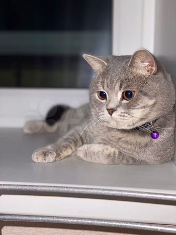 Шотладский кот вязка