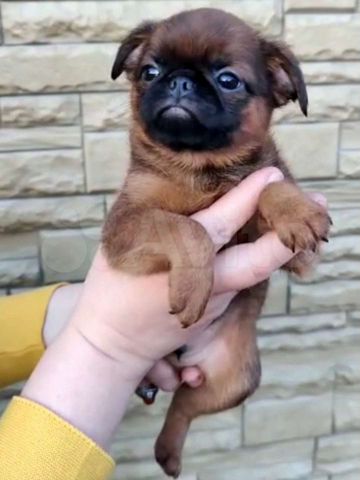 Пти брабансон