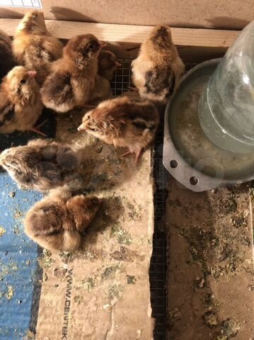 Куры кучинские юбилейные