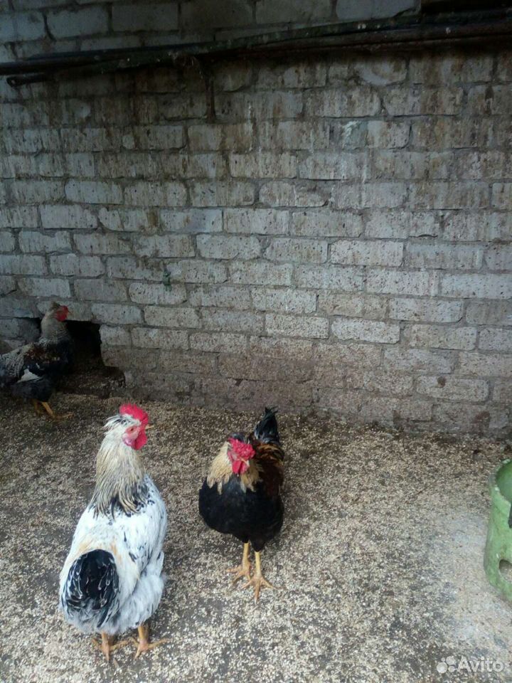 Петухи