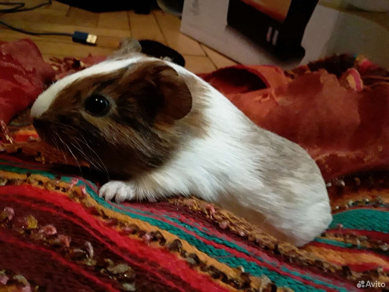 Морские свинки