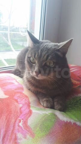 Кошка Серафима