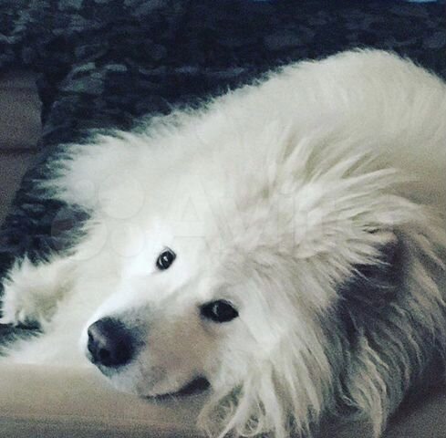 Самоедская лайка