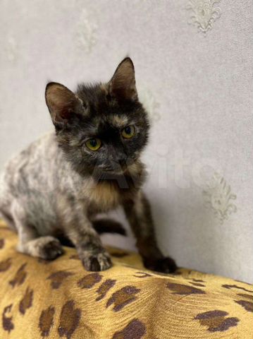 Метисик шотла