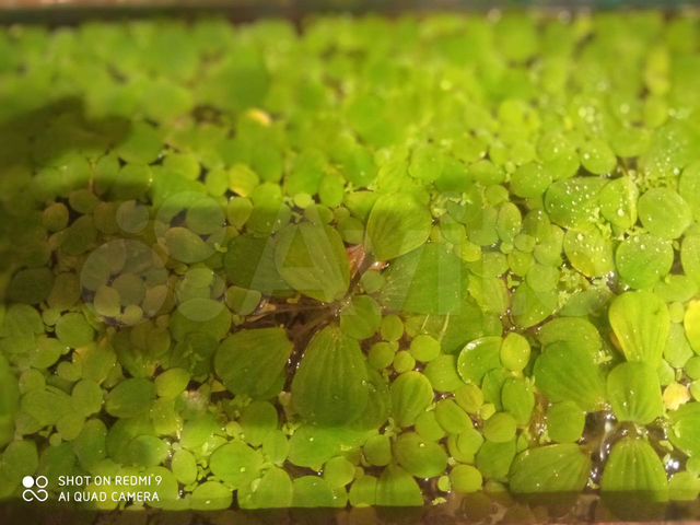 Пистия и роголистник